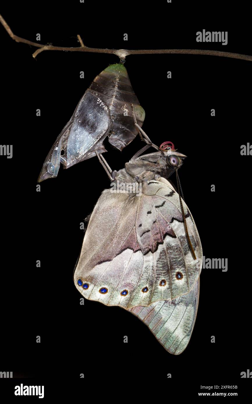 One-spotted prepona butterfly (Archeoprepona demophon). captive, occurs ...