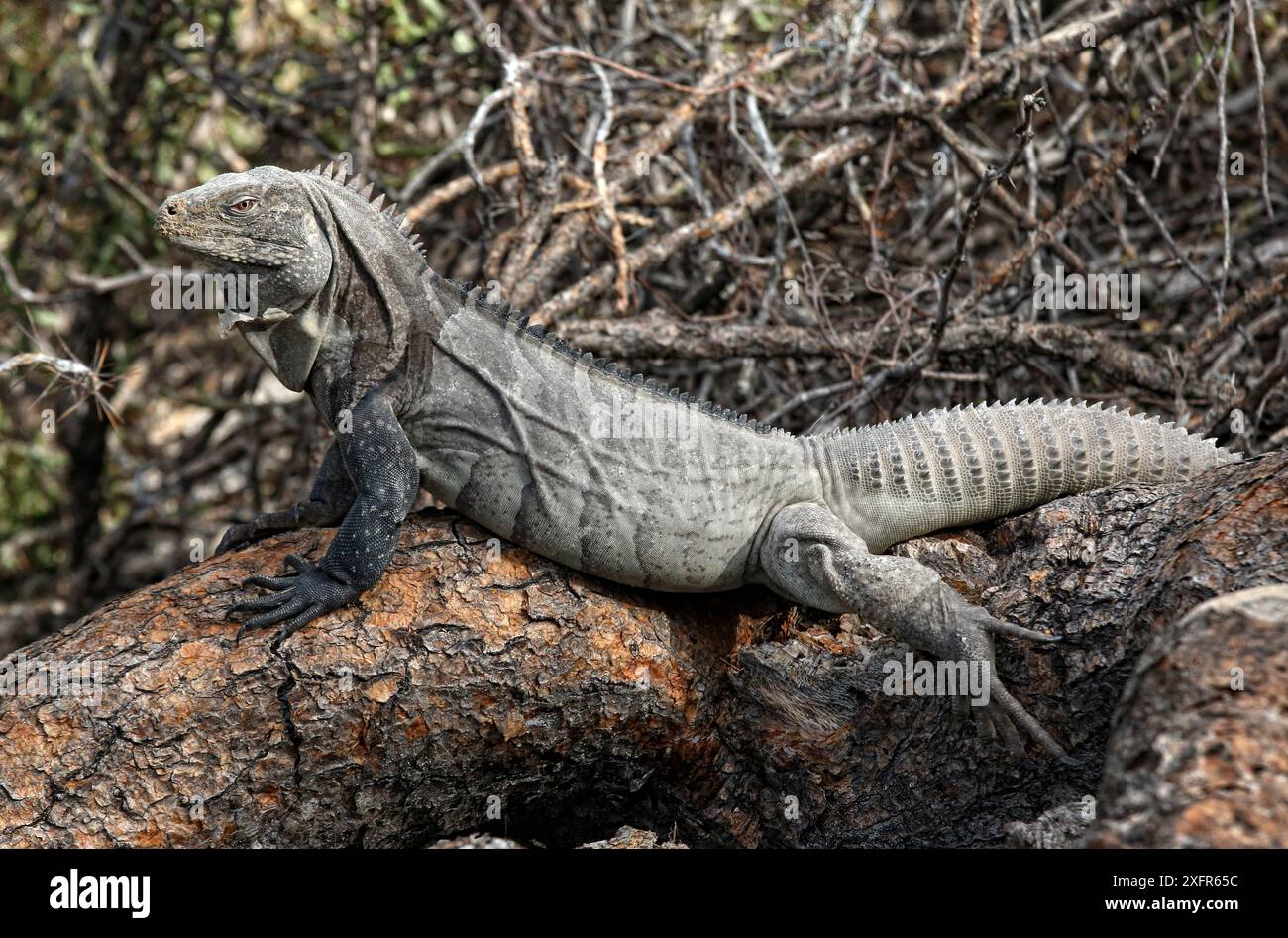 Ricord's iguana (Cyclura ricordi) male basking in the sun, Isla ...