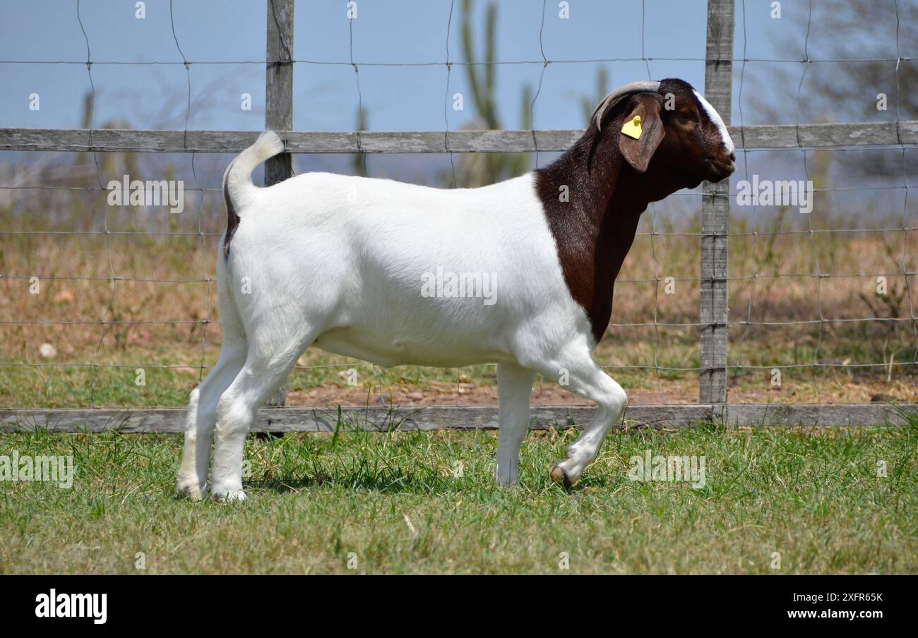 Female Boer goat walking in the green pastures of the farm Stock Photo ...