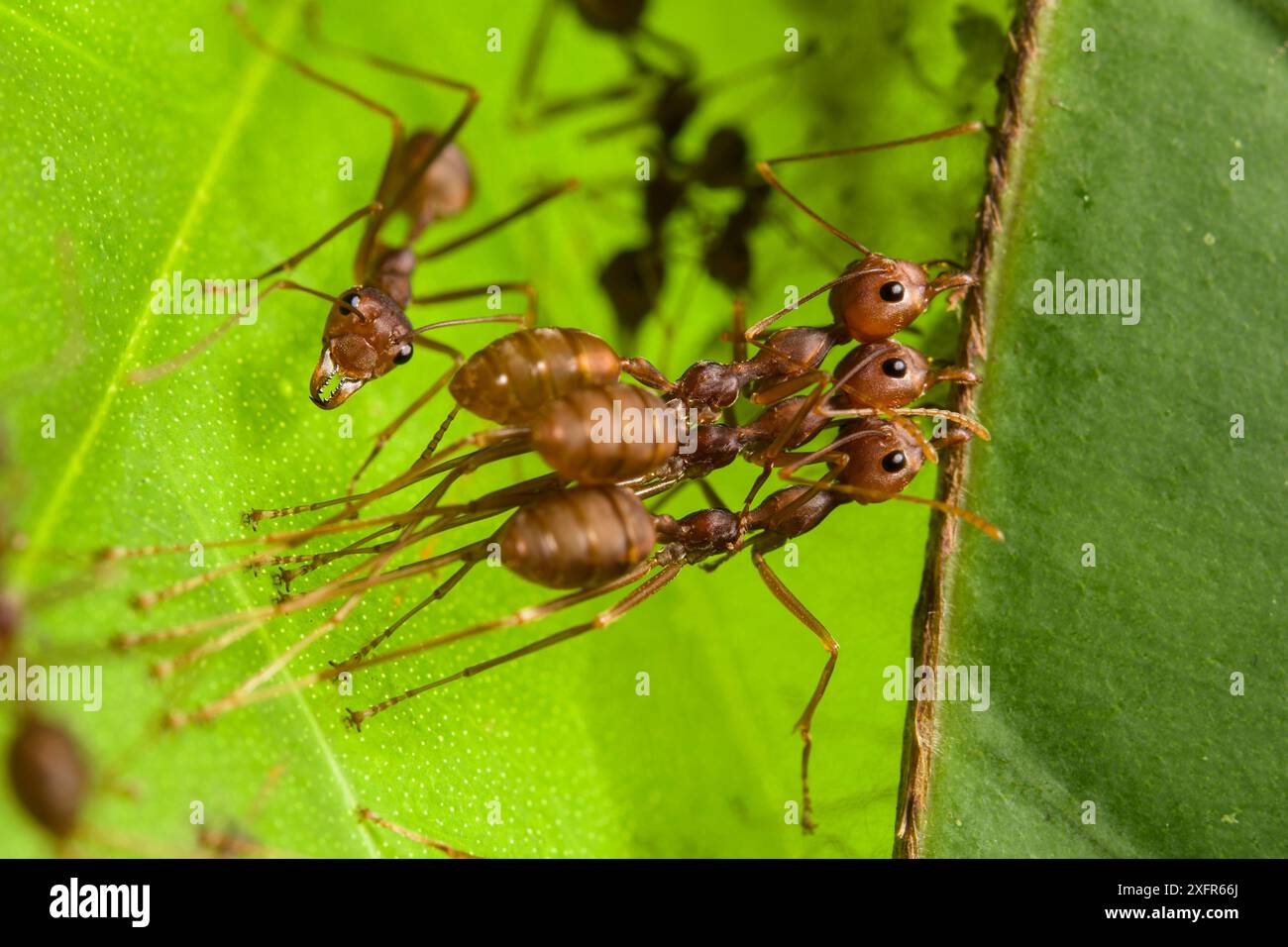 Weaver ant (Oecophylla smaragdina), two workers holding leaf to build ...