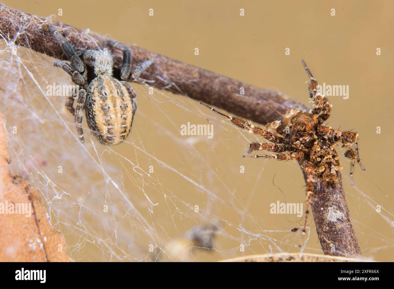 Stegodyphus hi-res stock photography and images - Alamy
