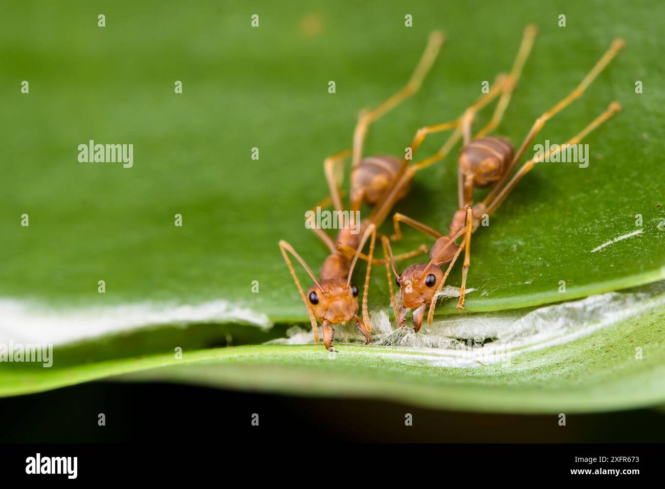 Weaver ants (Oecophylla smaragdina) holding leaves together during nest ...