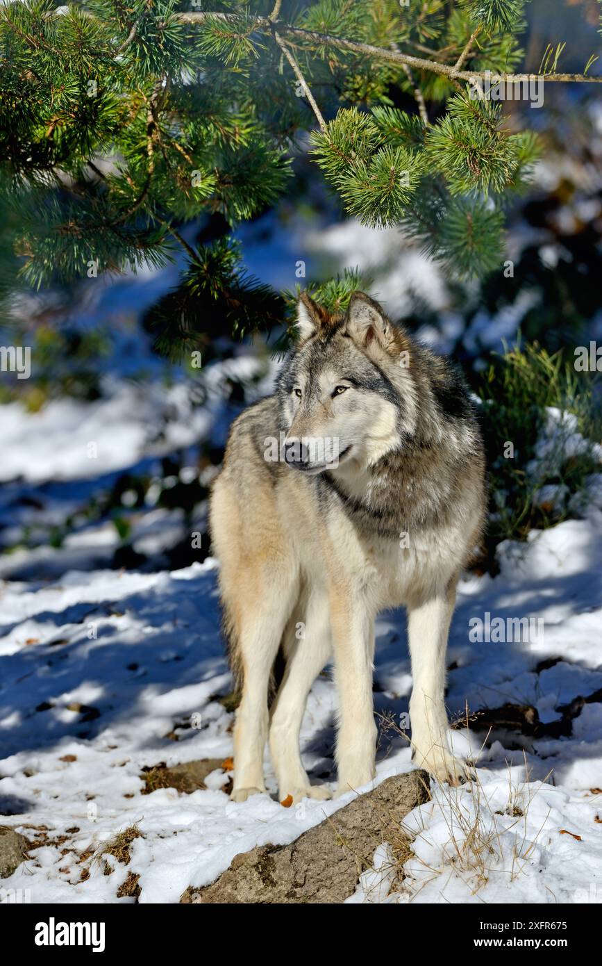 North-western wolf (Canis lupus occidentalis) captive occurs in ...