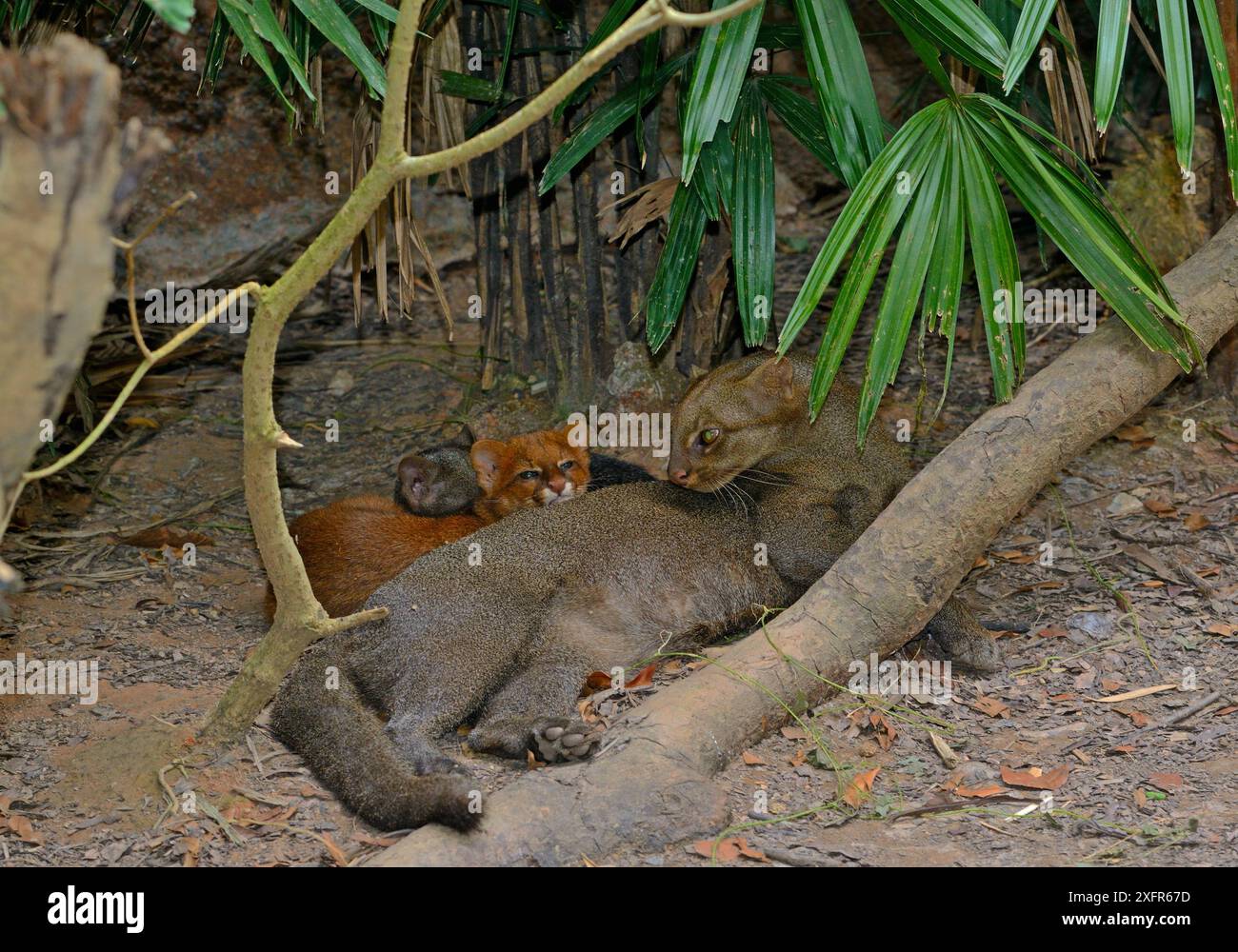Separate animals hi-res stock photography and images - Alamy