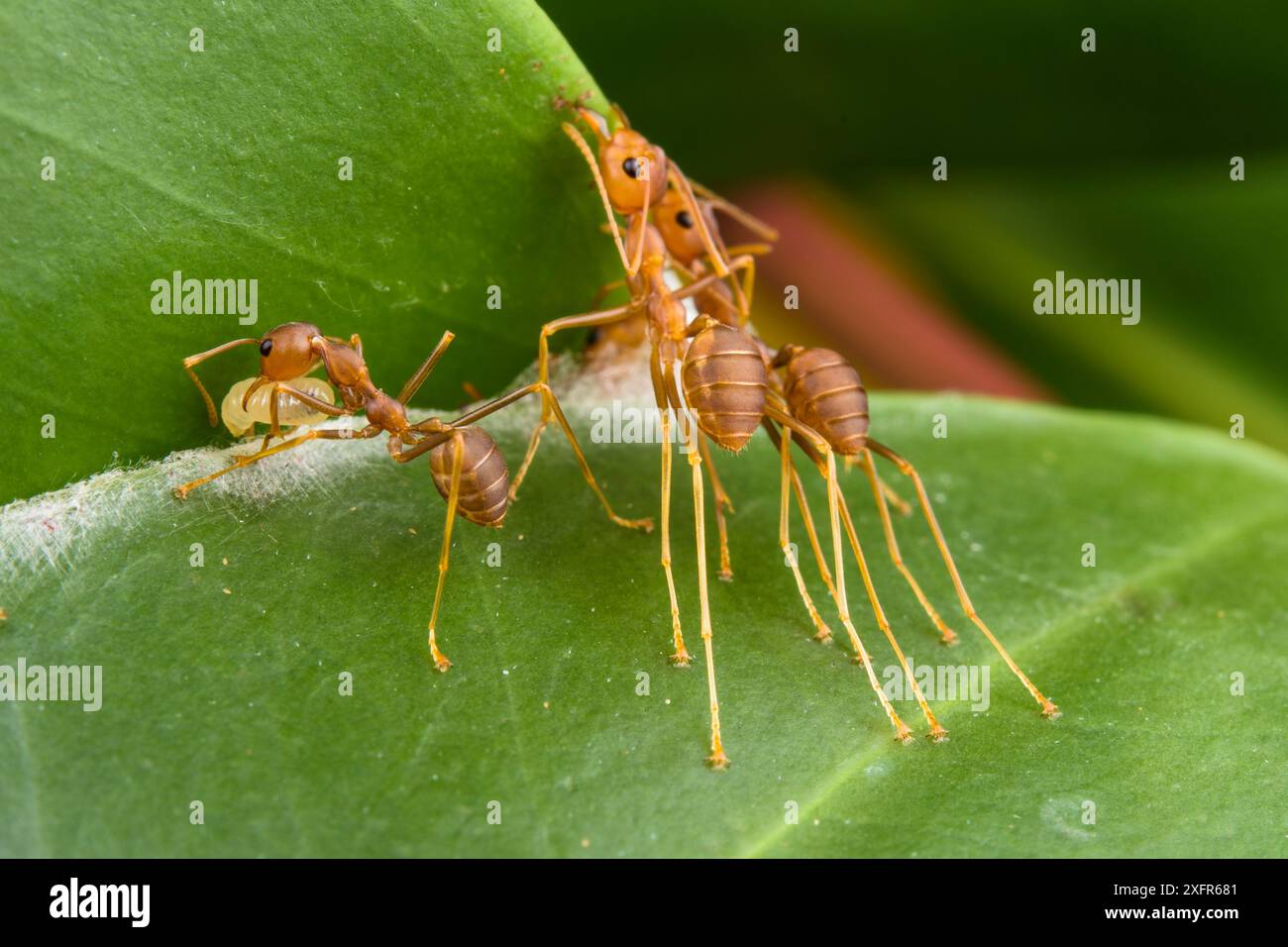 Weaver ant (Oecophylla smaragdina), two workers holding leaf while ...