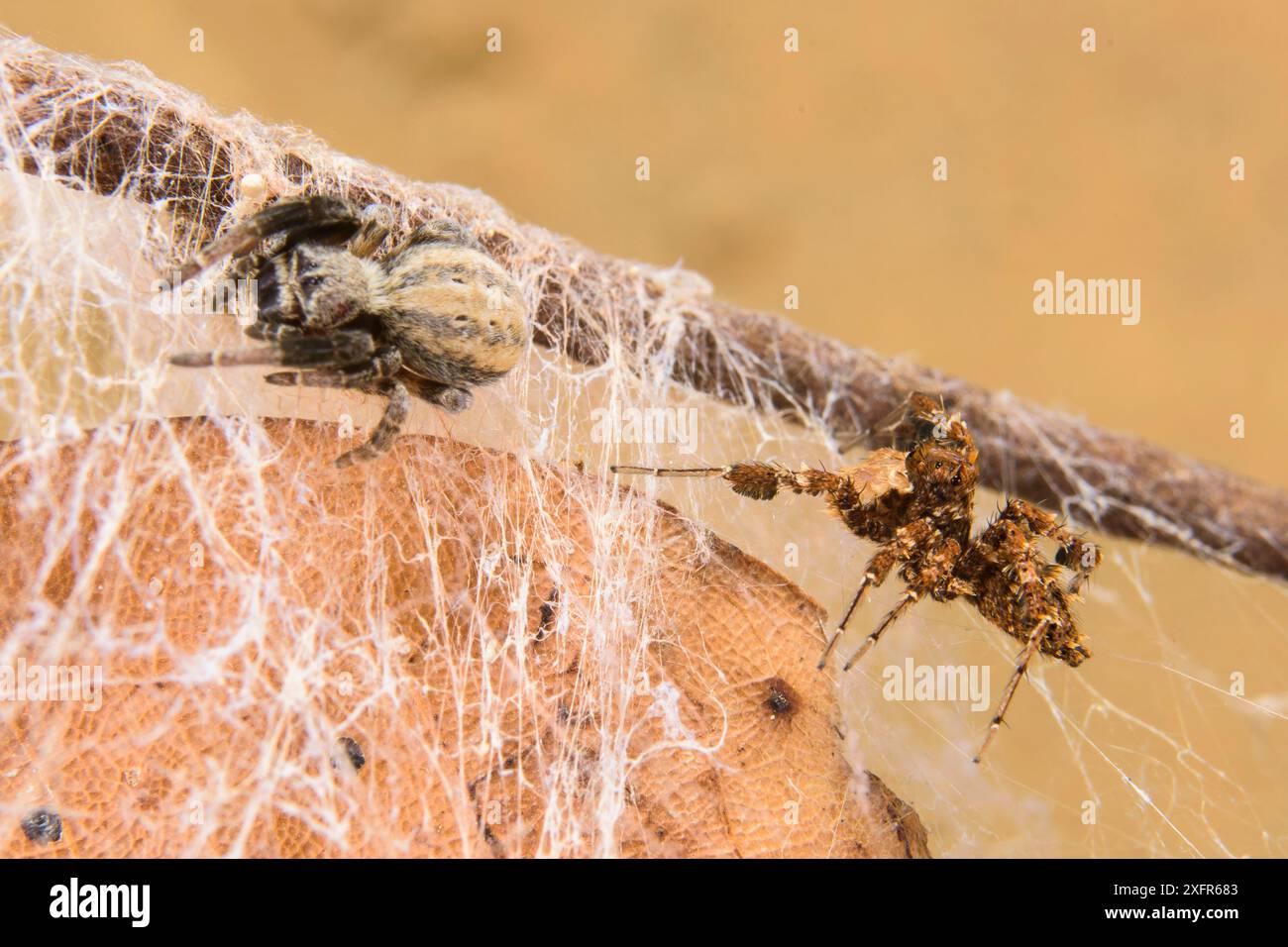 Dandy jumping spider (Portia schultzi) hunting a spider (Stegodyphus ...
