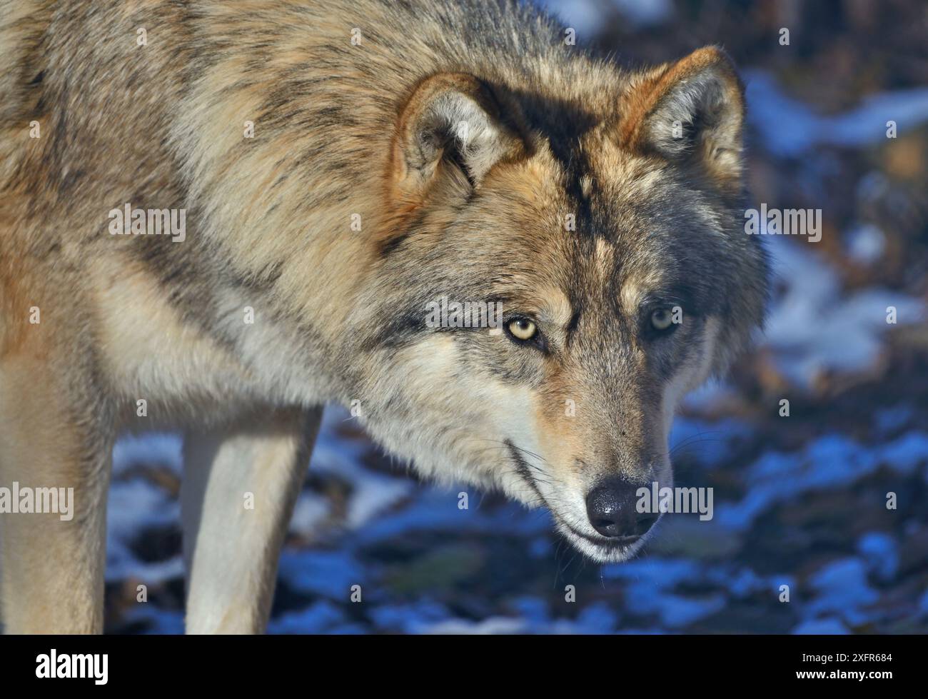 North-western wolf (Canis lupus occidentalis) portrait, captive occurs ...