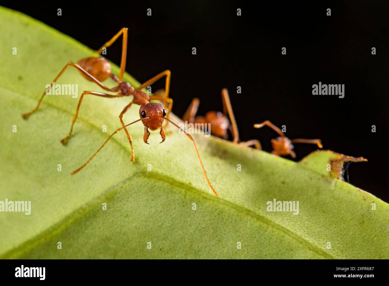 Weaver ants (Oecophylla smaragdina) Sabah, Malaysian Borneo Stock Photo ...