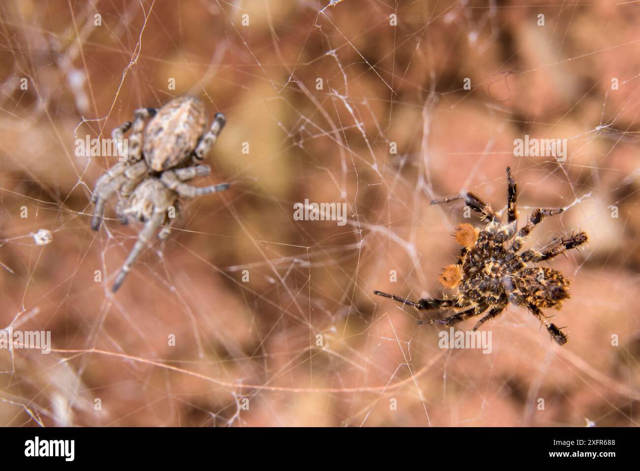 Dandy jumping spider hi-res stock photography and images - Alamy