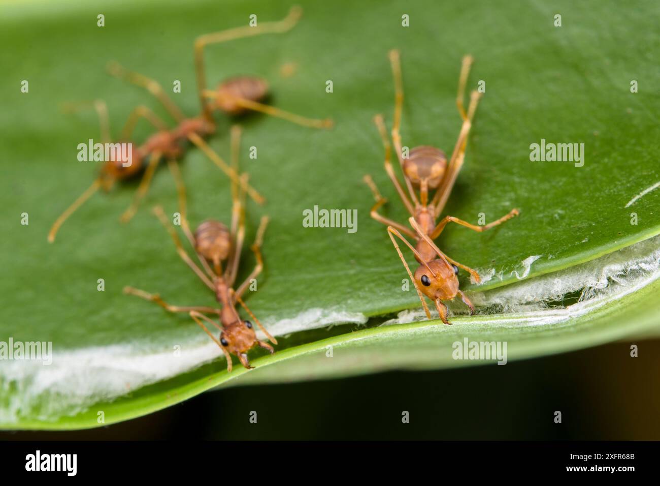 Weaver ants (Oecophylla smaragdina) building nest by gluing leaves of ...