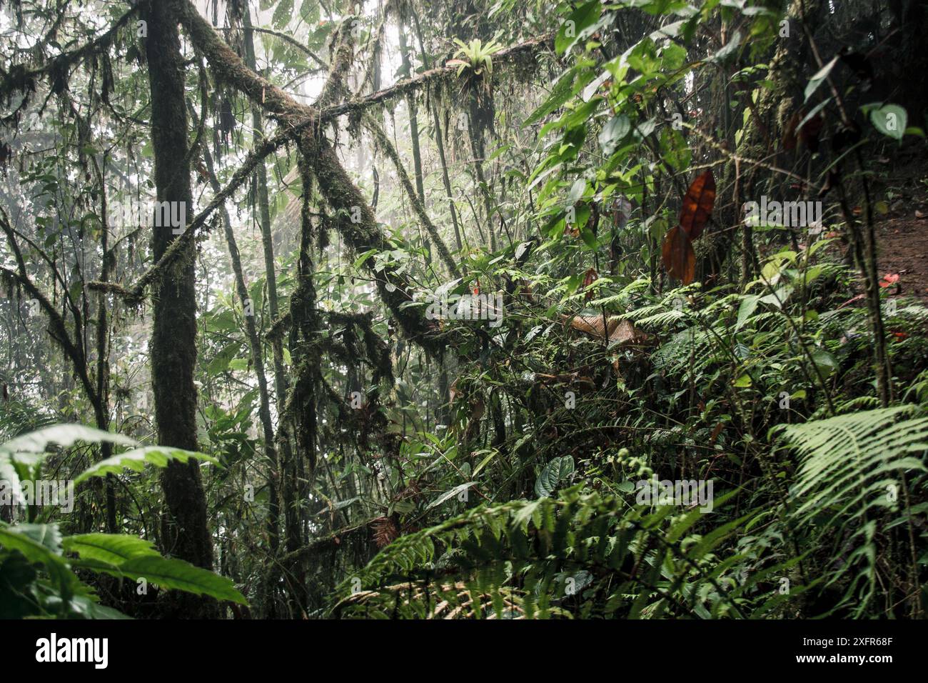 Lush and dense tropical canopy in Buenaventura Reserve Ecuador ...