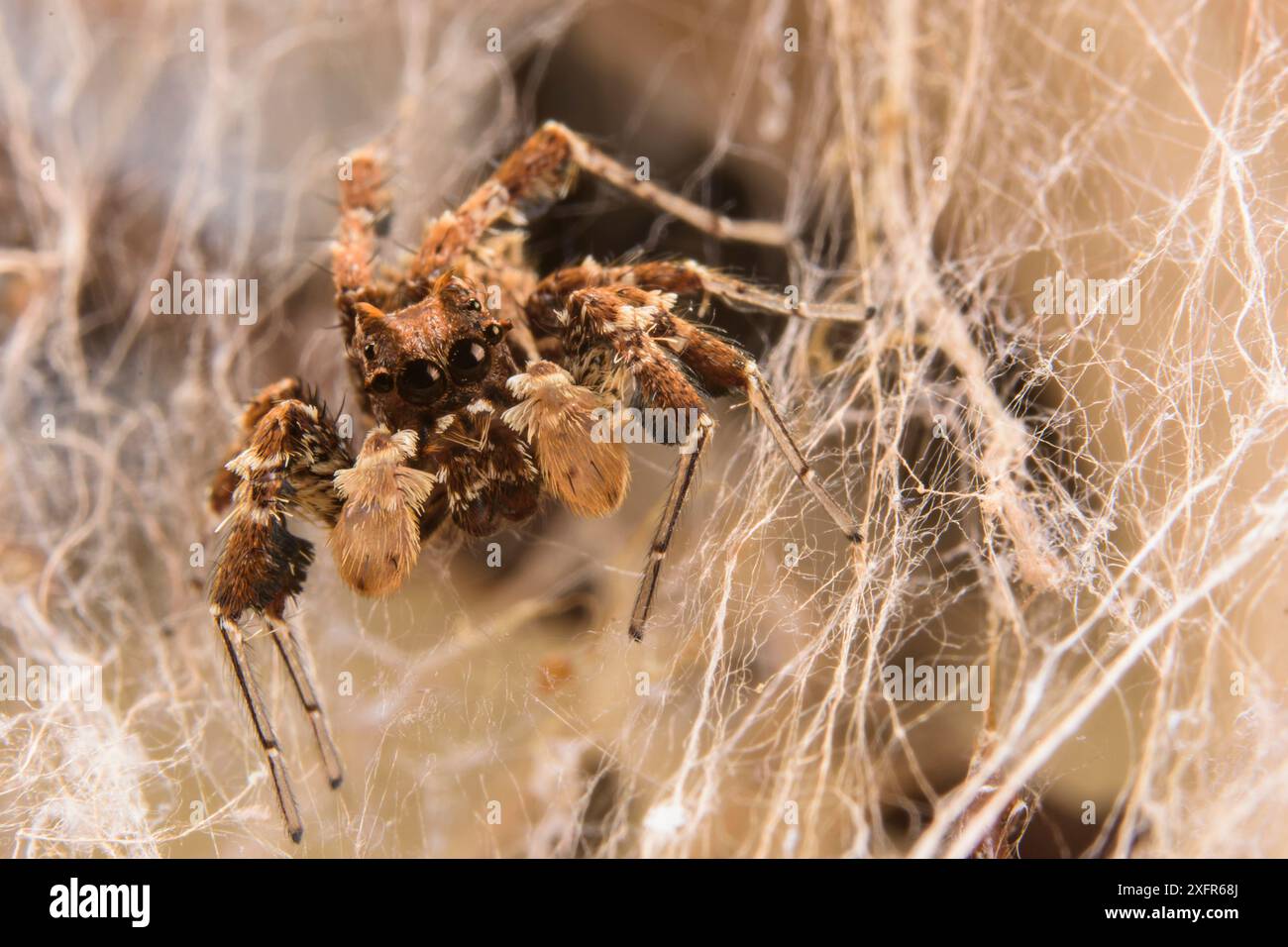 Dandy jumping spider (Portia schultzi) eating a spider (Stegodyphus ...