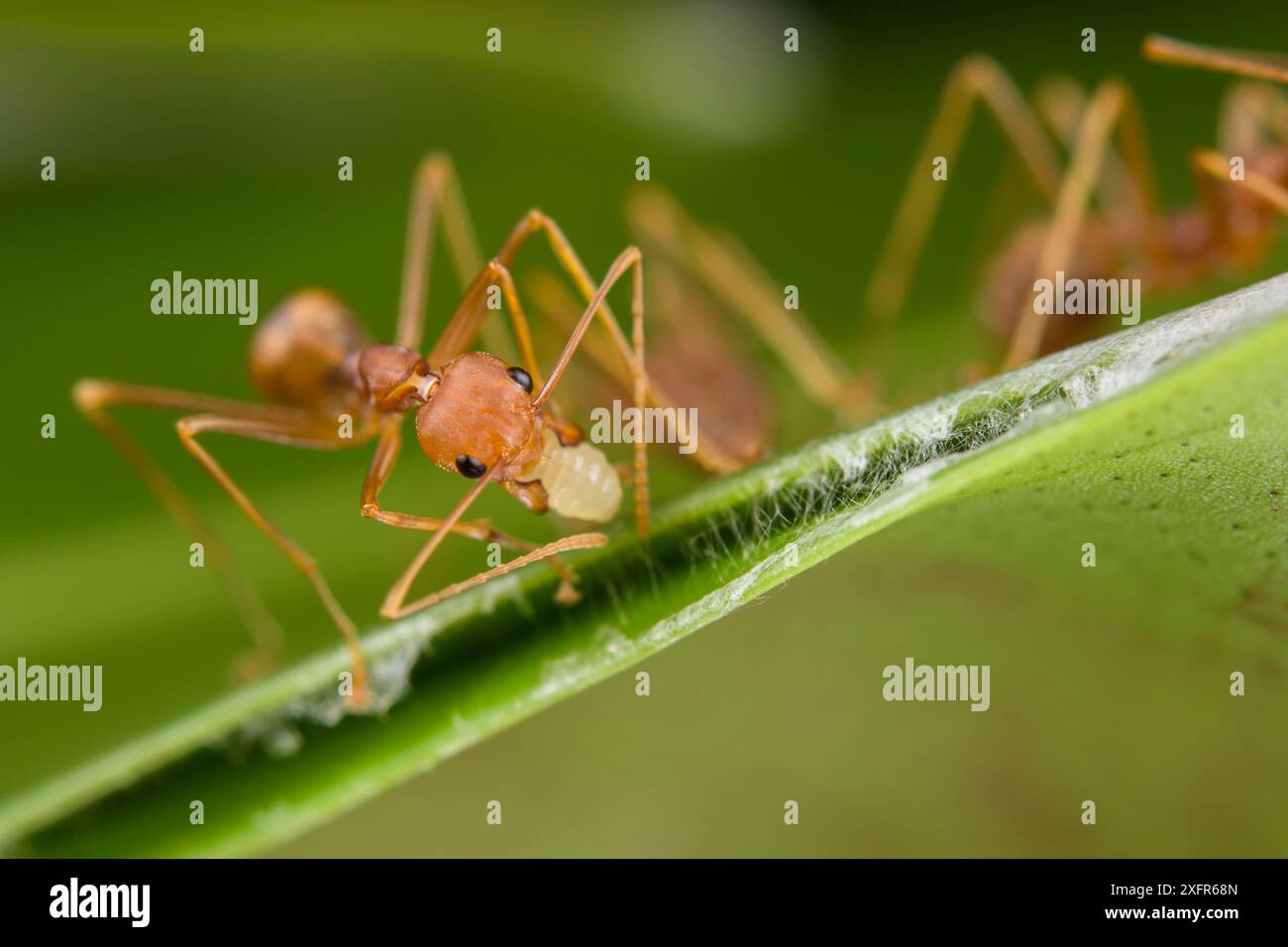 Asian weaver ant nest hi-res stock photography and images - Alamy