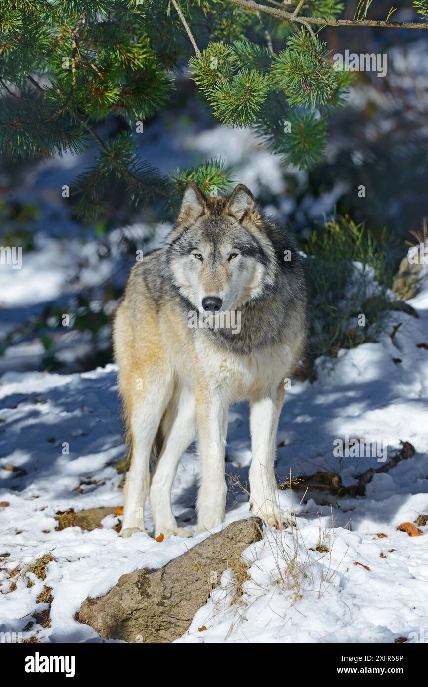 North-western wolf (Canis lupus occidentalis) captive occurs in ...