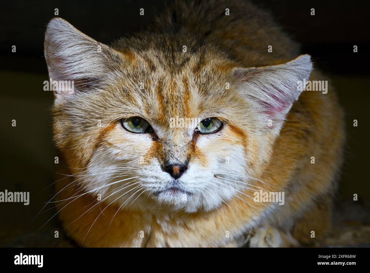 Sand cat (Felis margarita) head portrait captive, occurs in Asia from ...