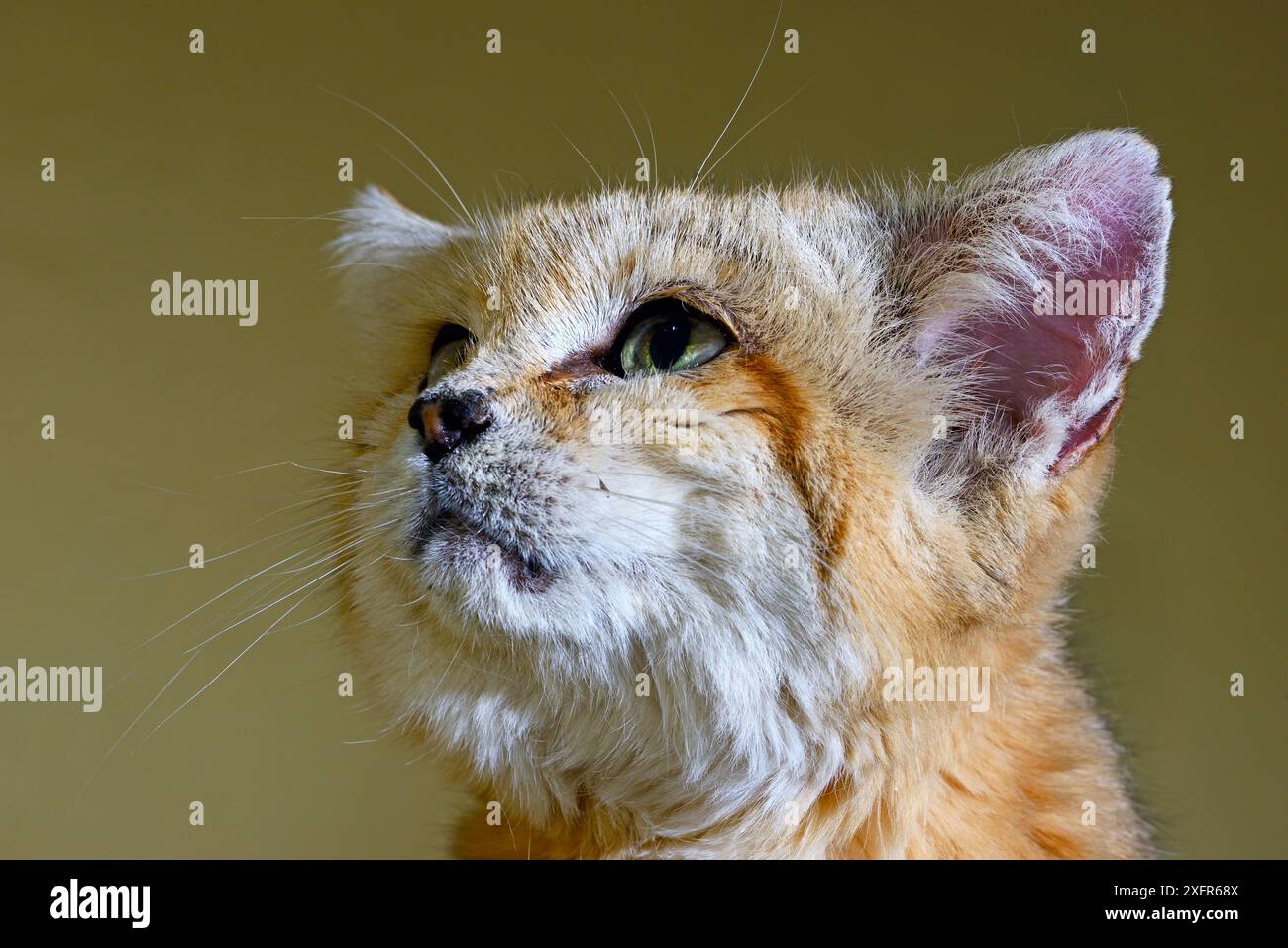 Sand cat (Felis margarita) portrait captive, occurs in Asia from ...