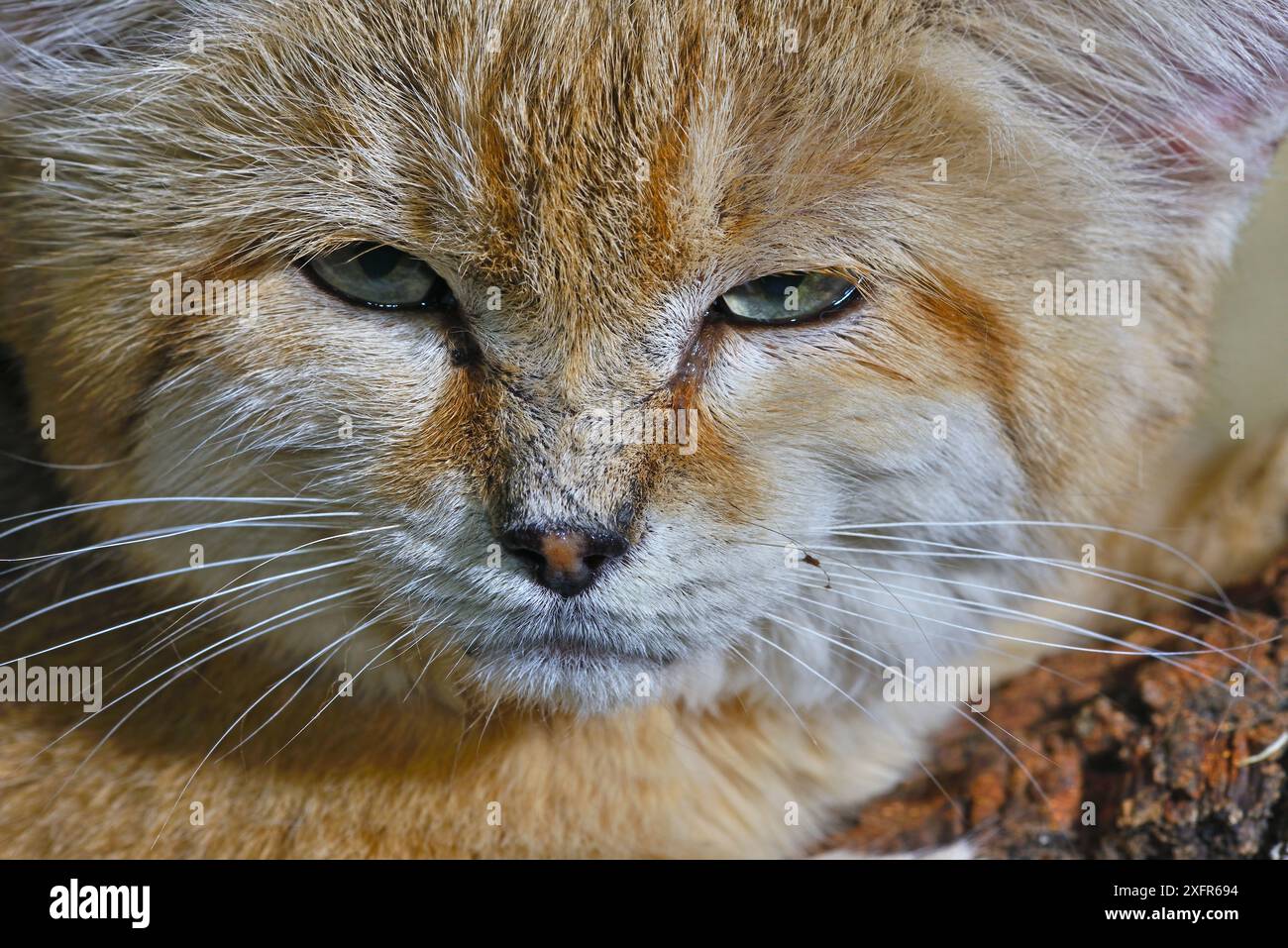 Sand cat (Felis margarita) portrait captive, occurs in Asia from ...