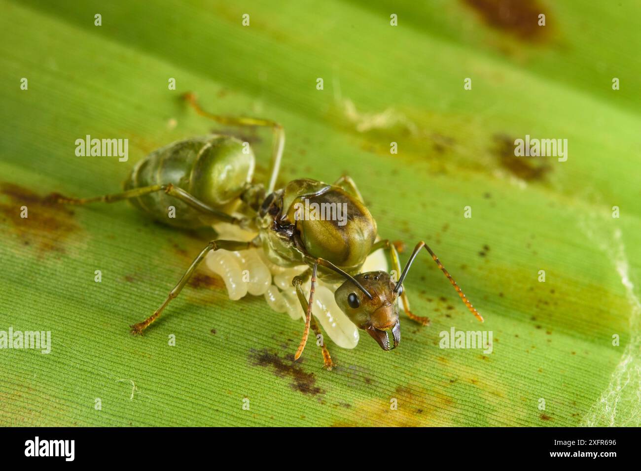 Queen ant and egg hi-res stock photography and images - Alamy