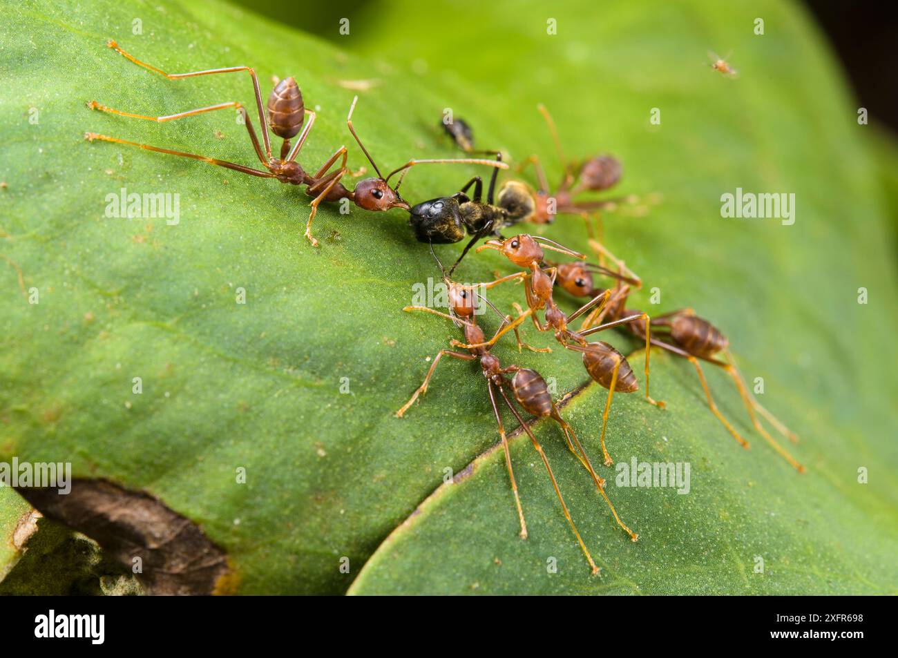 Weaver ants (Oecophylla smaragdina) tearing apart ant prey, Sabah ...