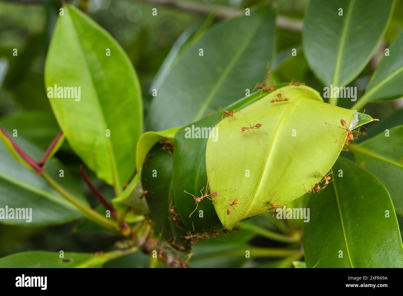 Weaver ants (Oecophylla smaragdina) on nest, Sabah, Malaysian Borneo ...