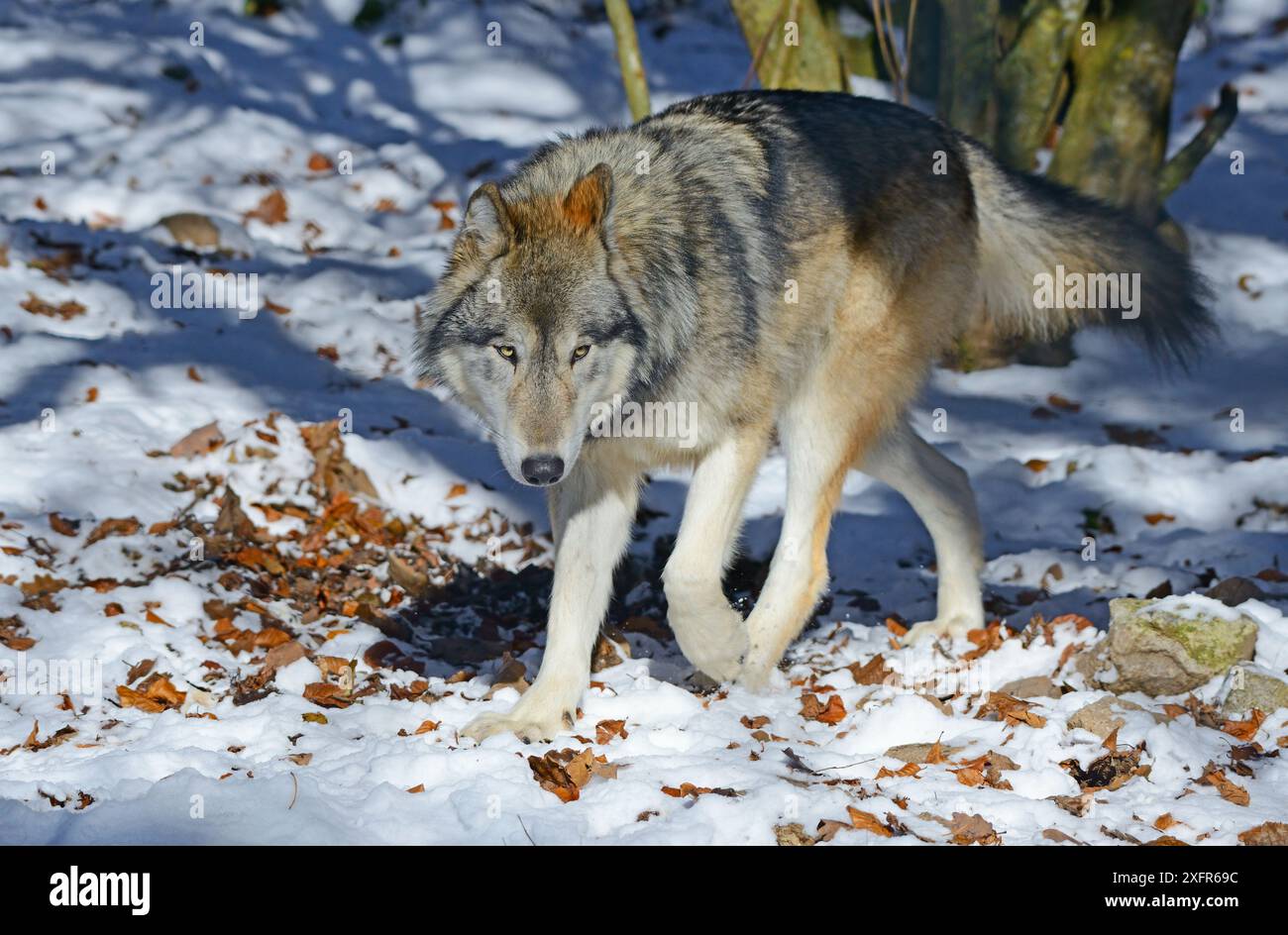 North-western wolf (Canis lupus occidentalis) portrait, captive occurs ...