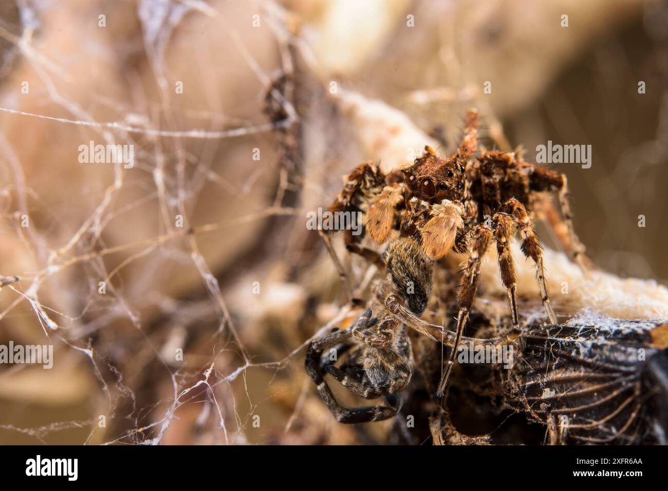 Dandy jumping spider (Portia schultzi) eating a spider (Stegodyphus ...