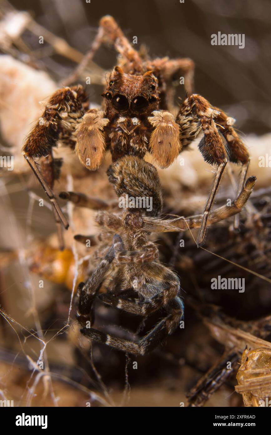 Dandy jumping spider (Portia schultzi) eating a spider (Stegodyphus ...