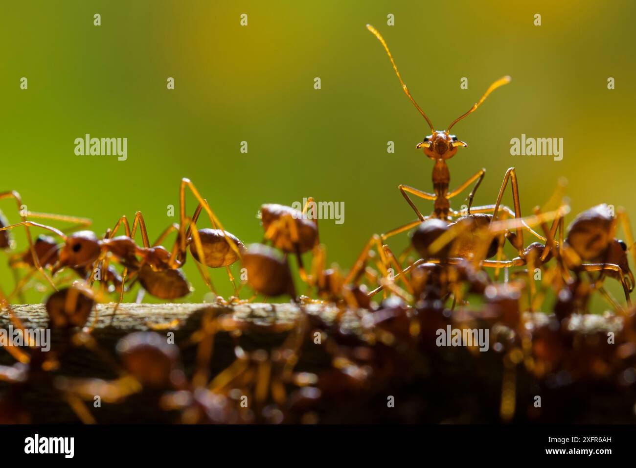 Weaver ants (Oecophylla smaragdina) Sabah, Malaysian Borneo Stock Photo ...
