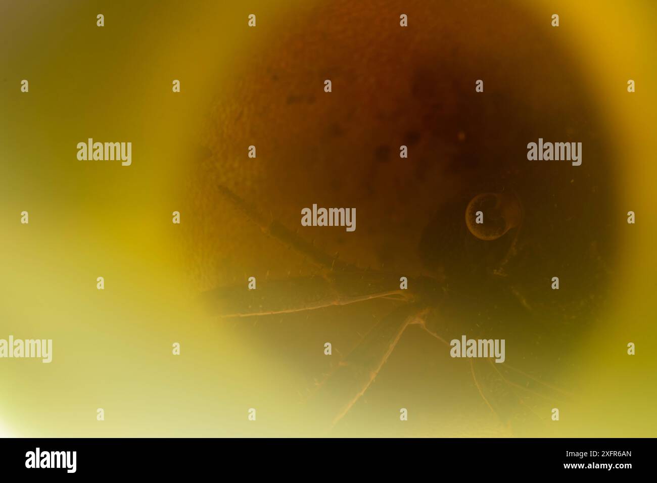 Land crab (Geosesarma sp.) which raids Pitcher plant (Nepenthes ...