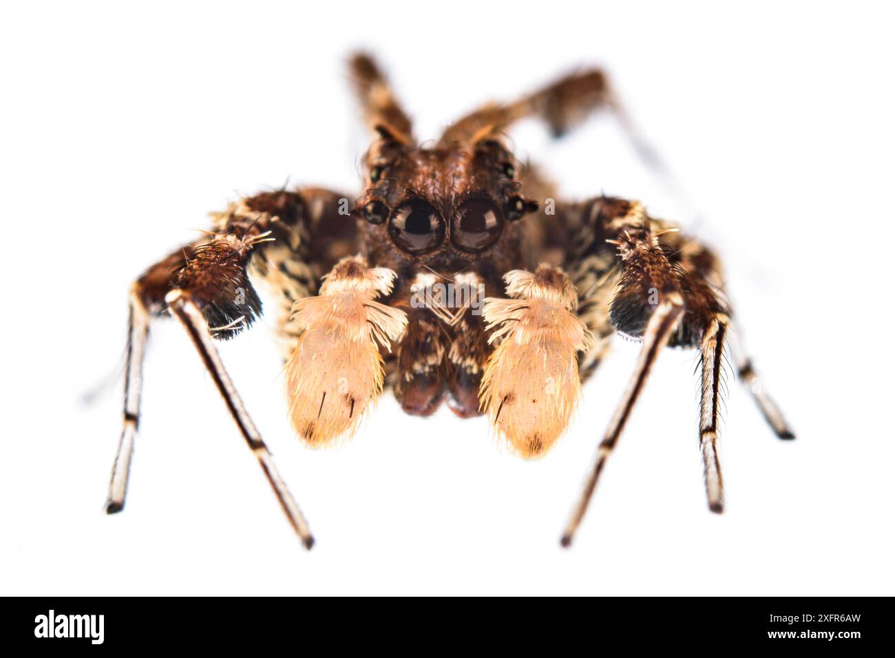 Dandy jumping spider (Portia schultzi) on white background, Kwazulu ...