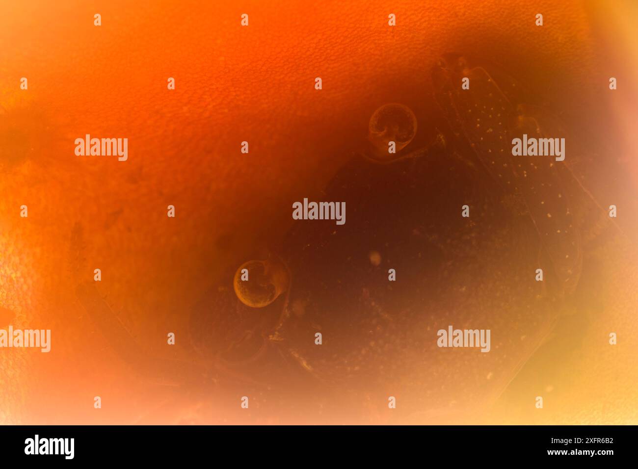 Land crab (Geosesarma sp.) which raids Pitcher plant (Nepenthes ...