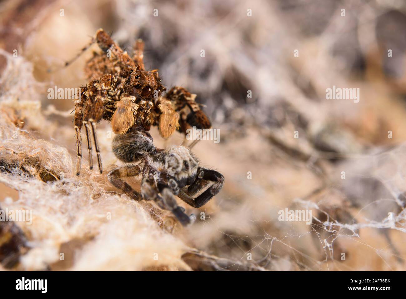 Dandy jumping spider (Portia schultzi) eating a spider (Stegodyphus ...
