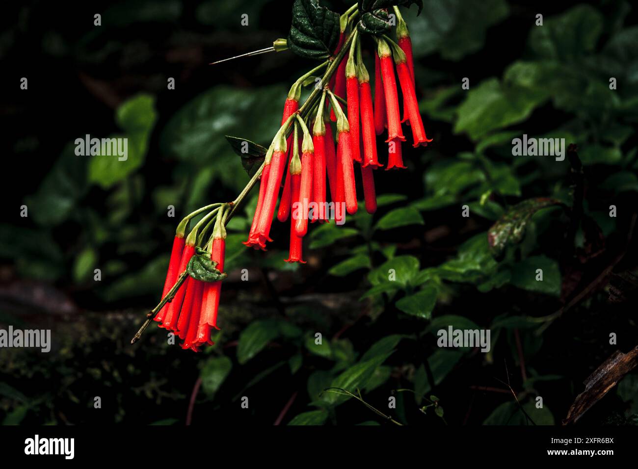 Close-up of vibrant red tubular flowers against lush green foliage in ...