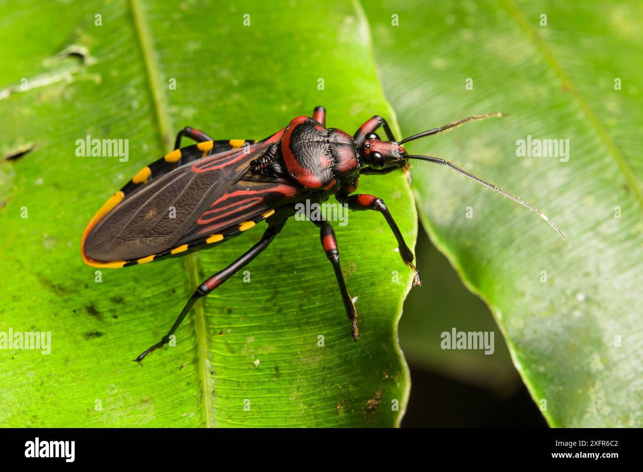 Assassin bug (Reduviidae sp) Peru Stock Photo - Alamy