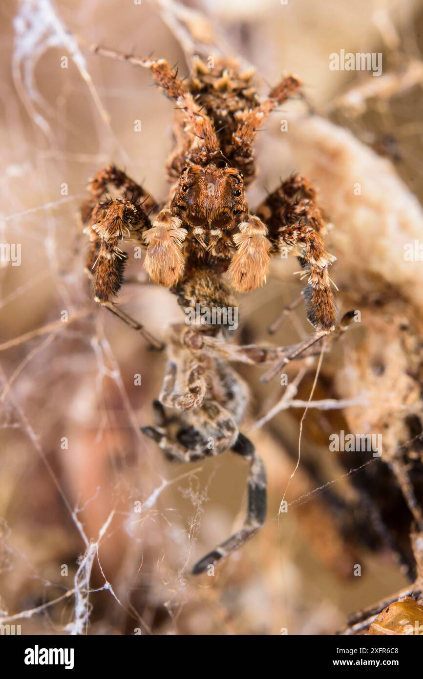 Dandy jumping spider (Portia schultzi) eating a spider (Stegodyphus ...