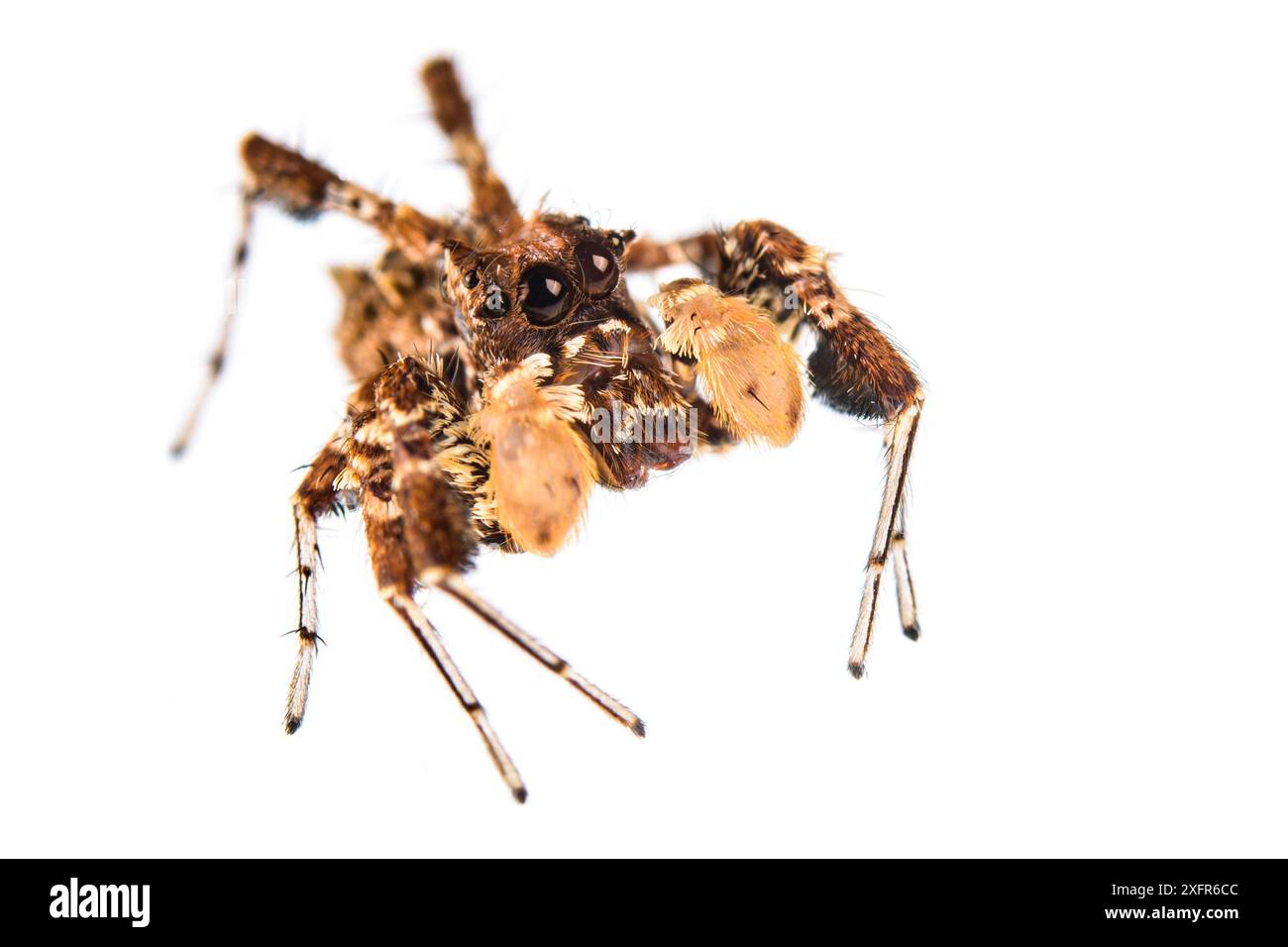 Dandy jumping spider (Portia schultzi) on white background, Kwazulu ...