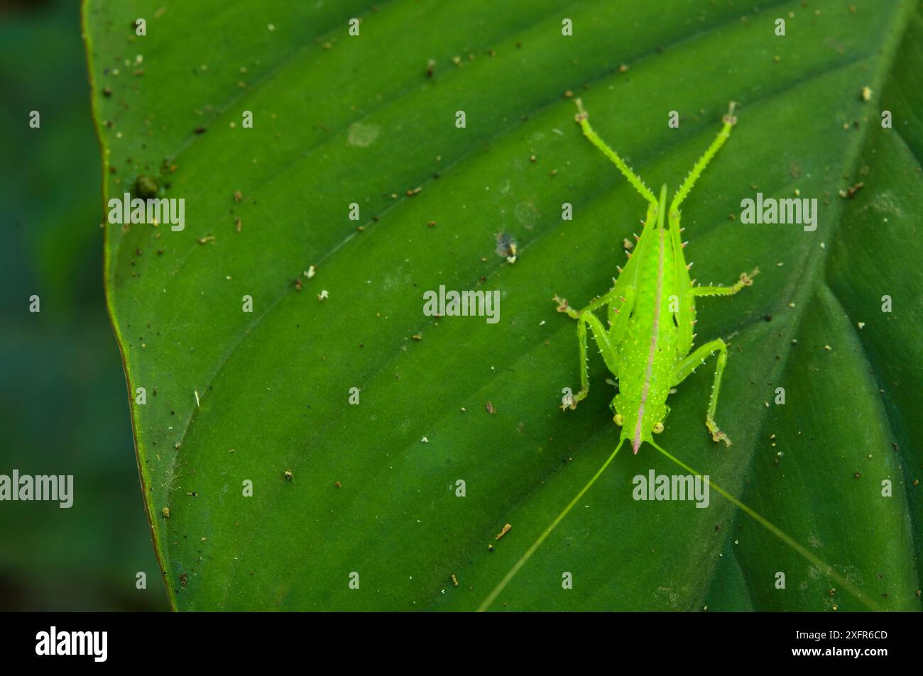 Copiphora cornuta hi-res stock photography and images - Alamy
