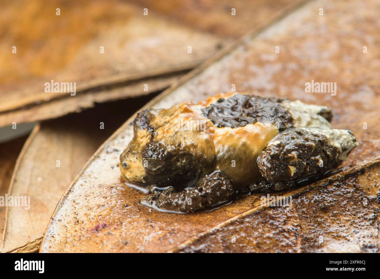 Bird-dung frog (Theloderma asperum) captive, occurs in Asia Stock Photo ...