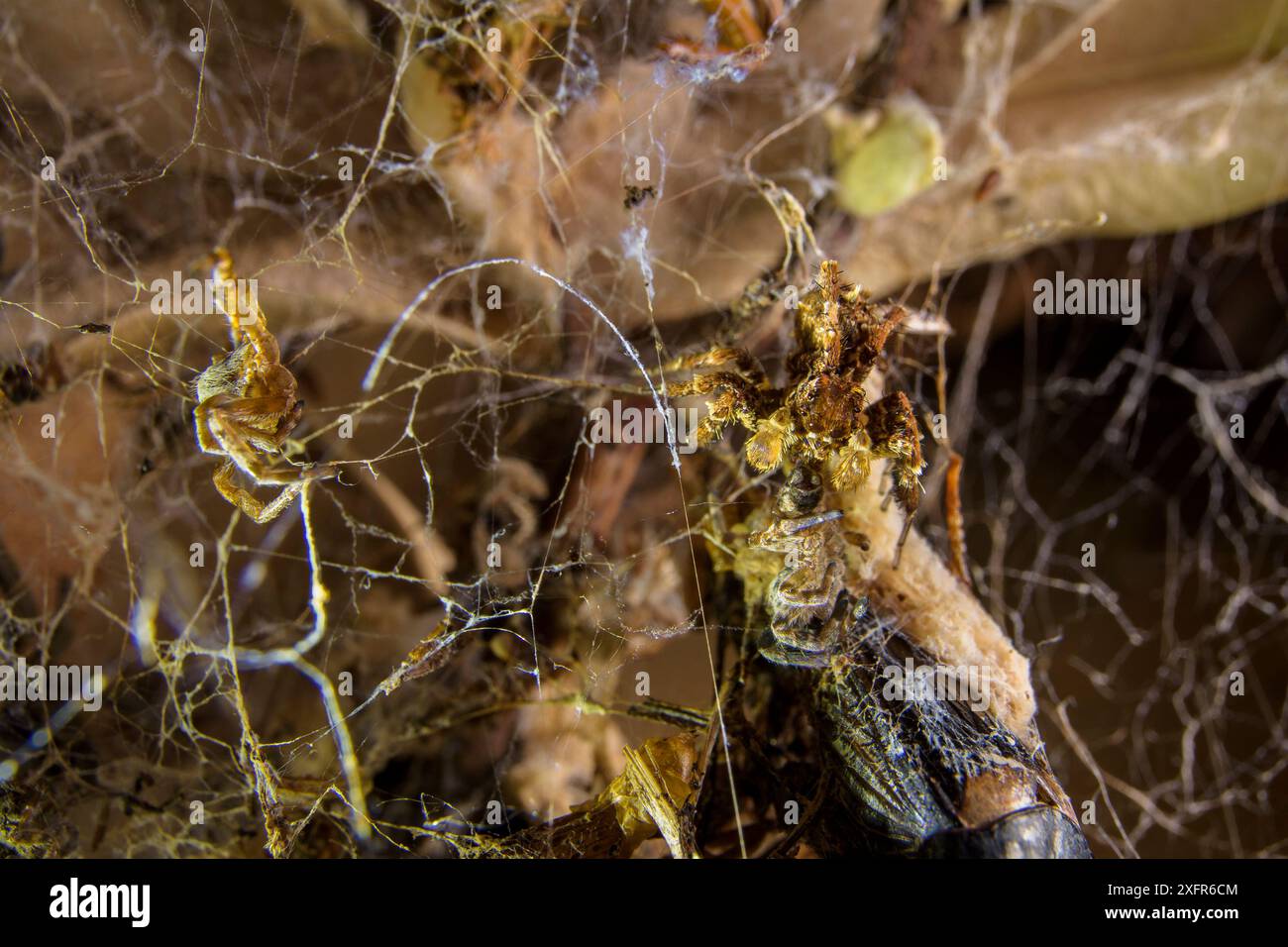 Dandy jumping spider (Portia schultzi) eating a spider (Stegodyphus ...
