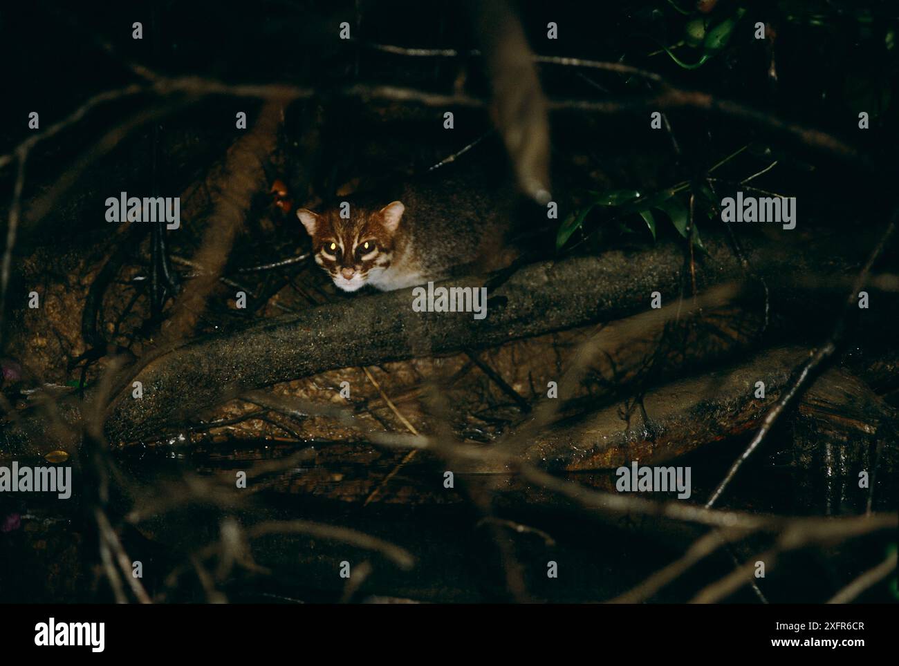 Flat-headed Cat (Prionailurus planiceps) Sabah, Borneo, Malaysia Stock ...