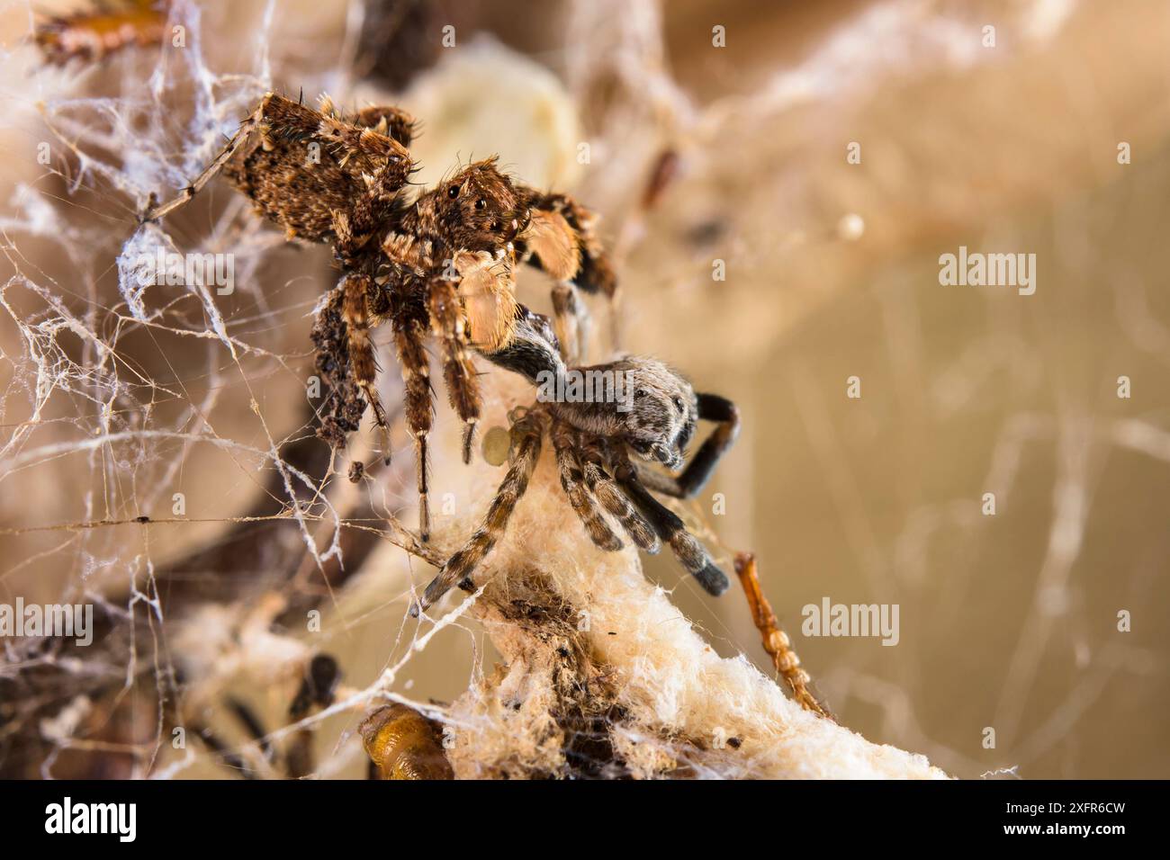 Dandy jumping spider (Portia schultzi) eating a spider (Stegodyphus ...