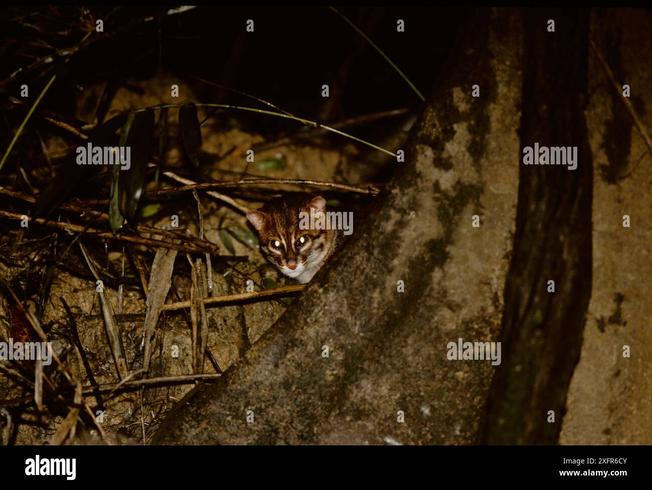 Flat-headed Cat (Prionailurus planiceps) Sabah, Borneo, Malaysia Stock ...