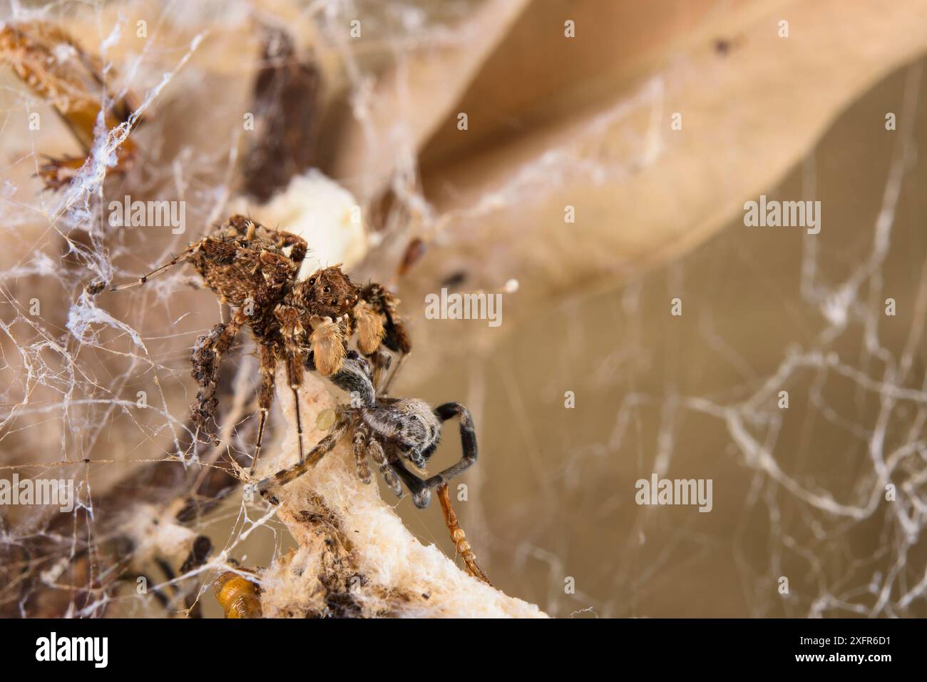 Dandy jumping spider (Portia schultzi) eating a spider (Stegodyphus ...