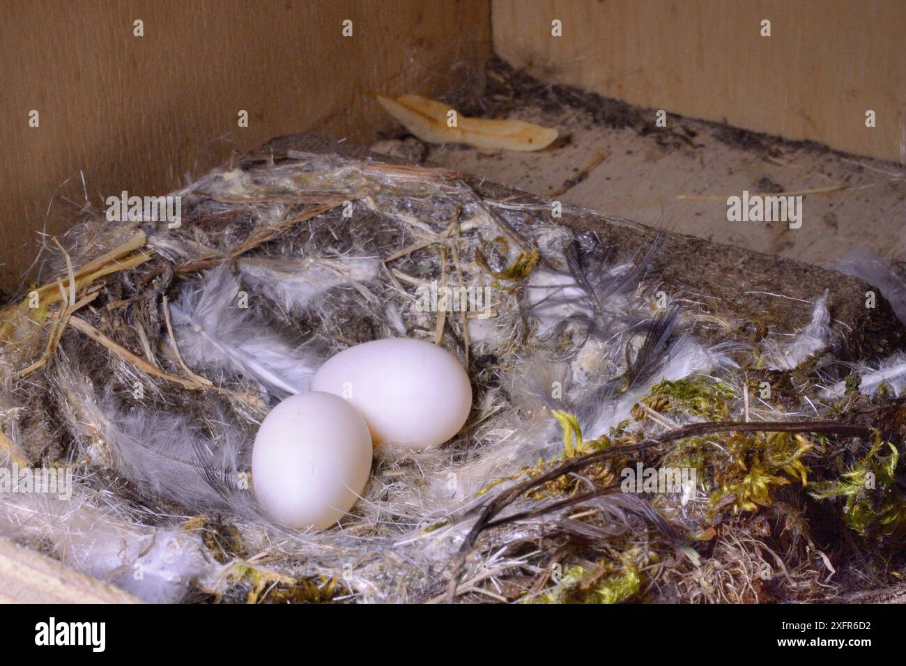 Two Common swift eggs (Apus apus) in a nest box in a church belfry ...