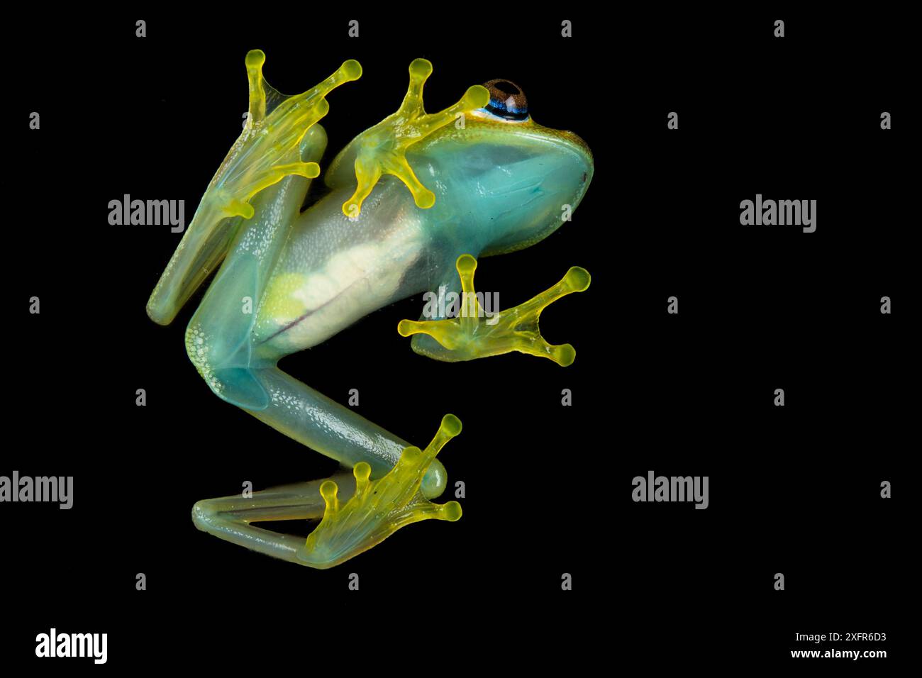 Green bright-eyed frog (Boophis viridis) low angle view showing ...