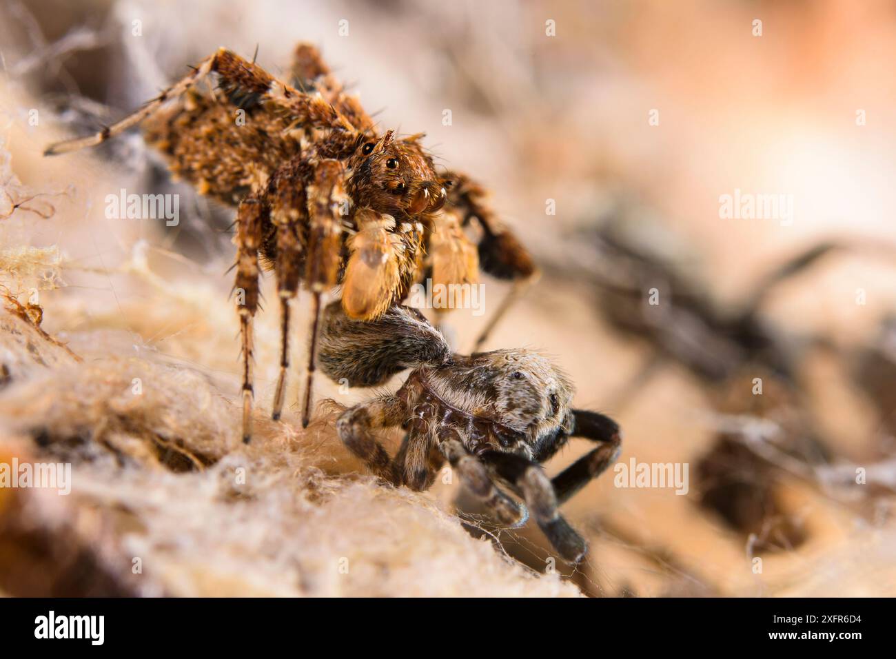 Dandy jumping spider (Portia schultzi) eating a spider (Stegodyphus ...