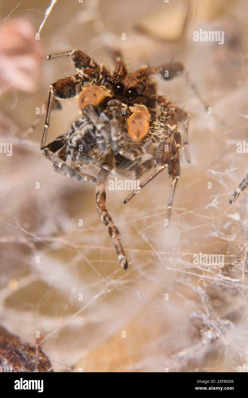 Dandy jumping spider (Portia schultzi) eating a spider (Stegodyphus ...