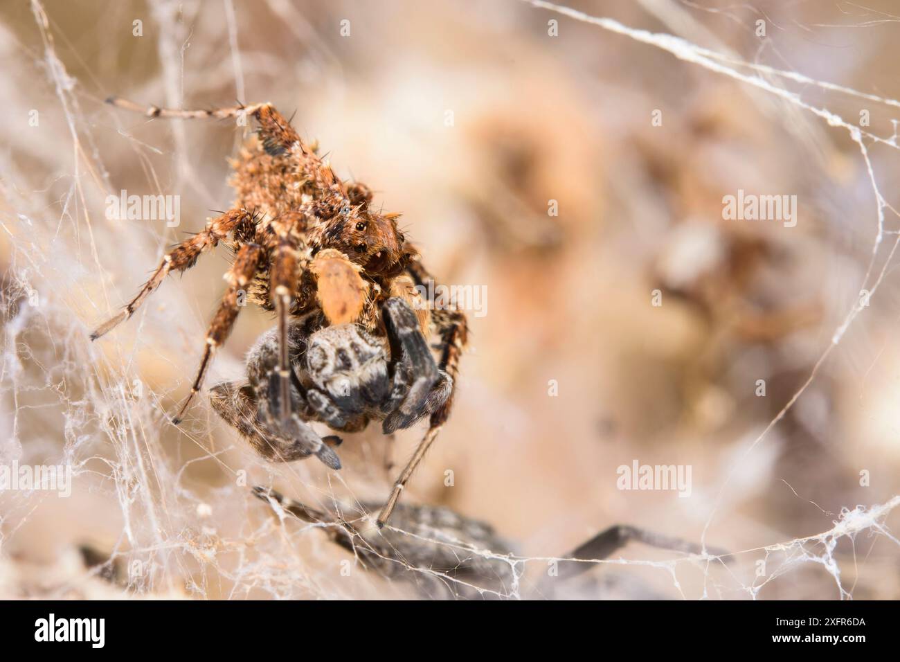 Dandy jumping spider (Portia schultzi) eating a spider (Stegodyphus ...