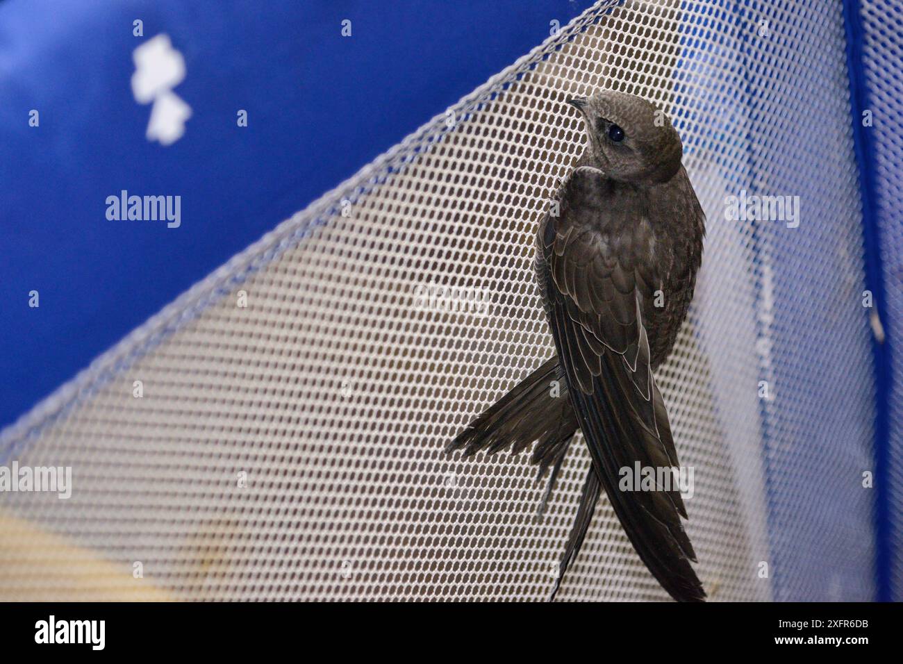 Common swift chick (Apus apus) reared to full size by Judith Wakelam ...