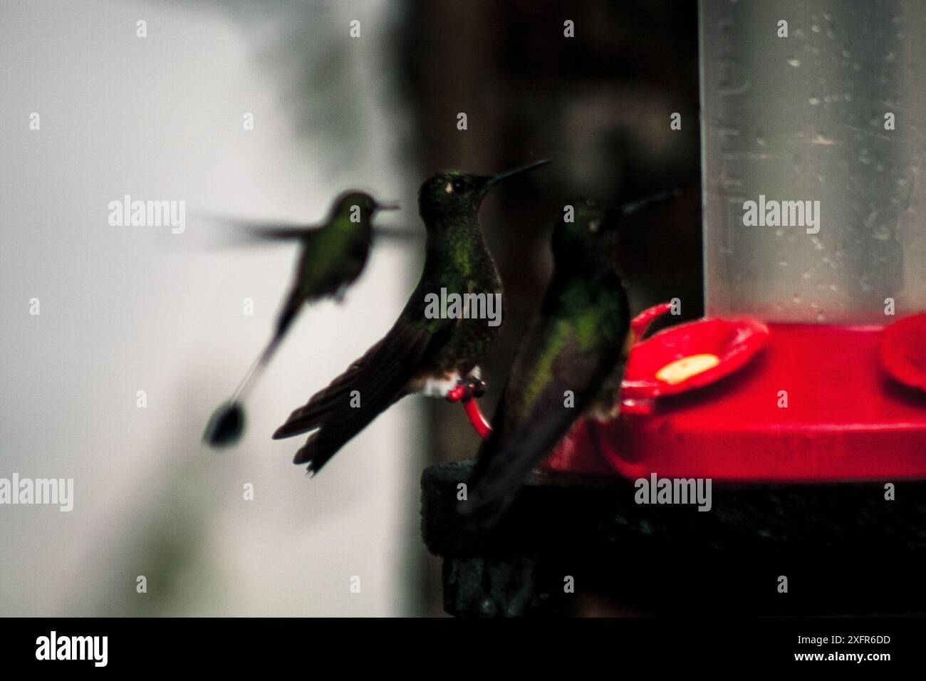 Three hummingbirds gather around a feeder in the lush Buenaventura ...